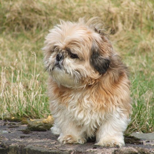 Le Shih Tzu, un petit chien qui vous fera craquer